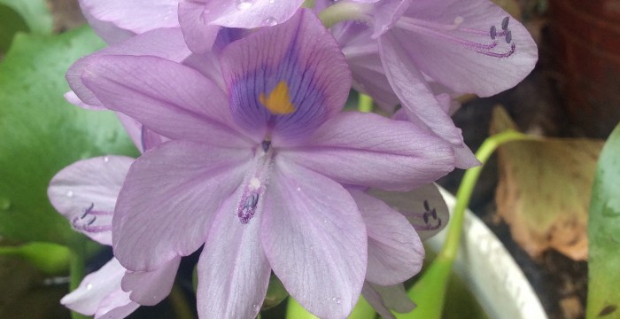 #EoF - Benin's water hyacinth: poison turned into green gold